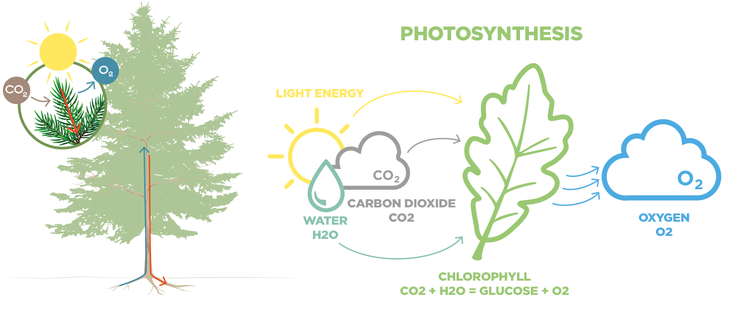 RE2020: Wood – A Key to Low-Carbon Construction